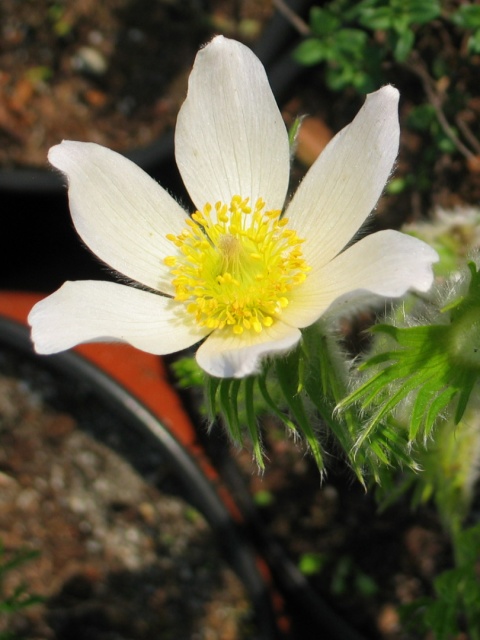 Sasanka zwyczajna - biała